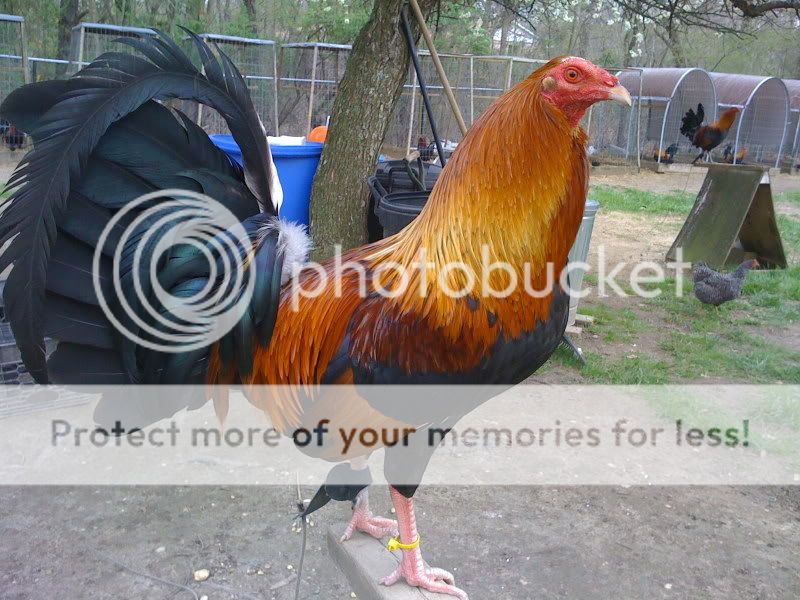 JUMPER KELSO Photo by BOGOY_2007 | Photobucket